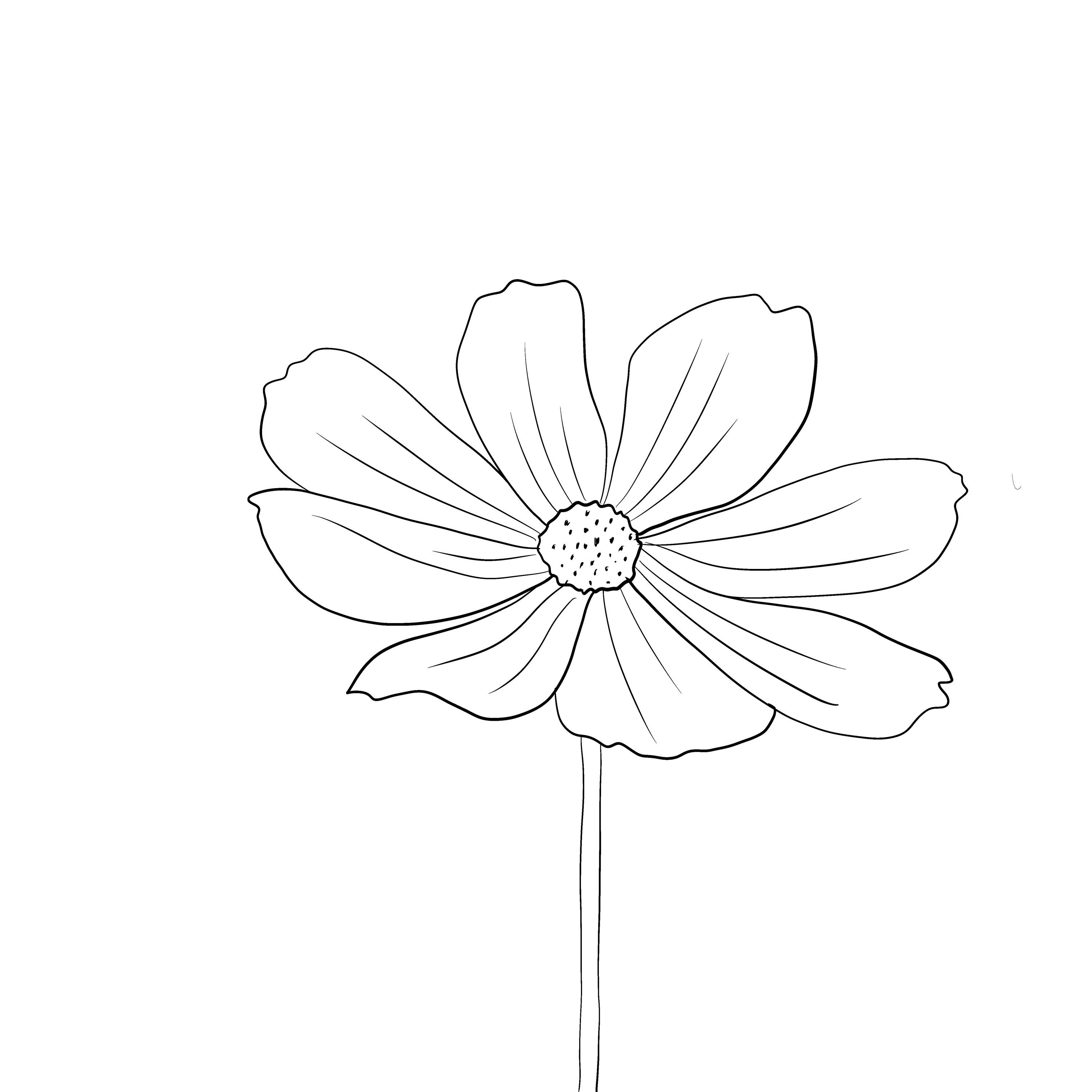 Hand Drawn Cosmos Flower Line Art, SVG PNG (digital Download) - Etsy