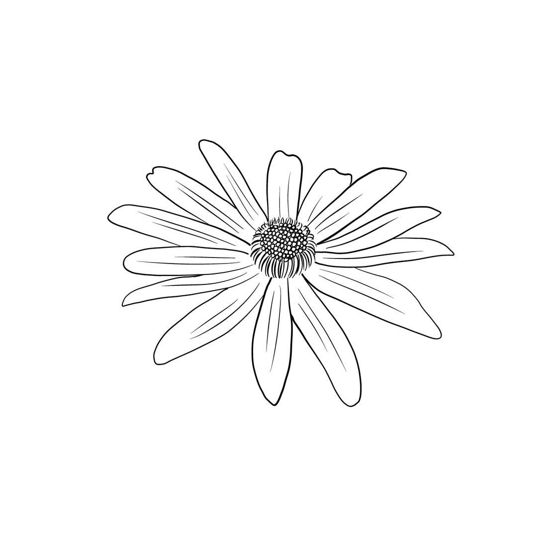 Hand Drawn Rudbeckia Flower Line Art, SVG PNG (digital Download) - Etsy