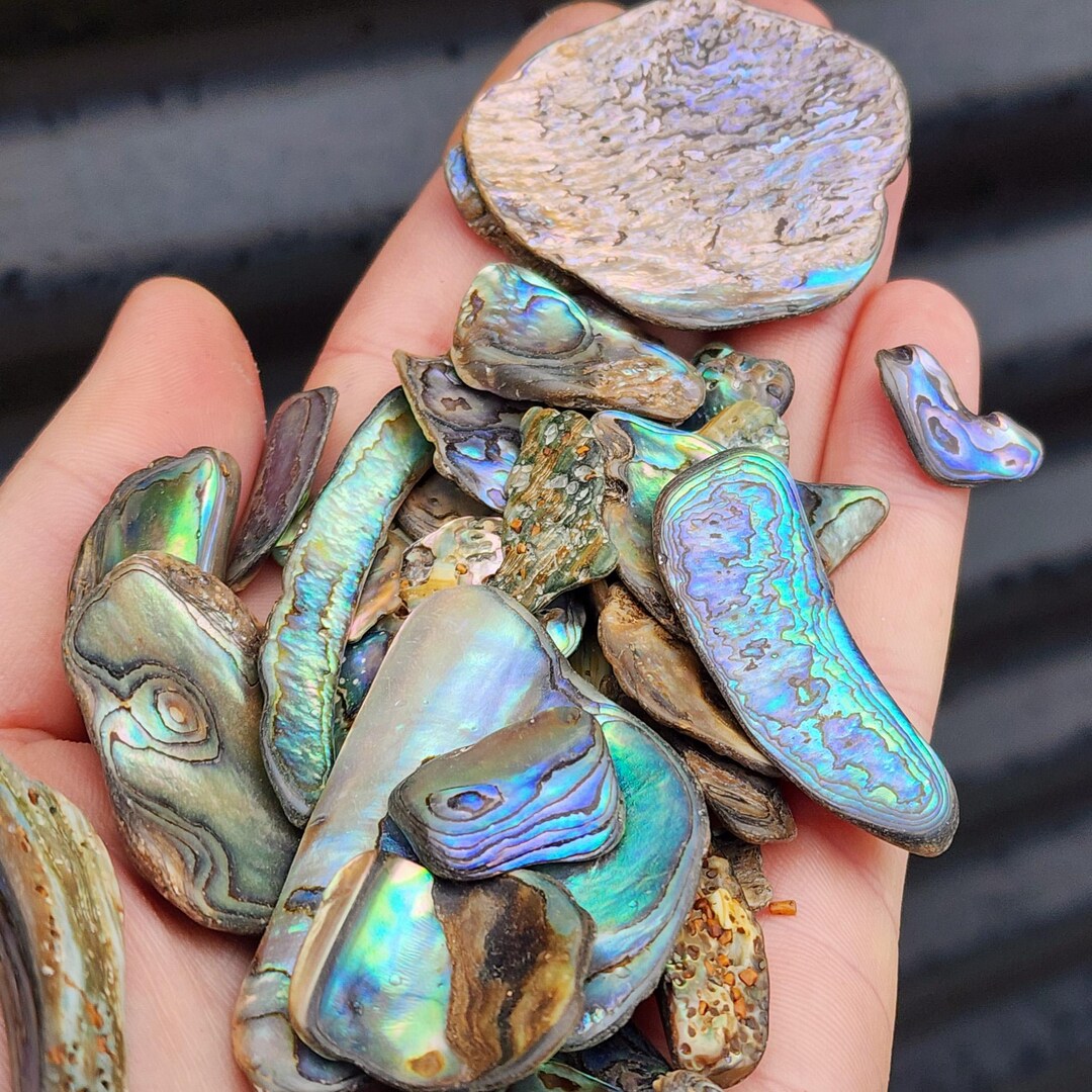 100g Tumbled New Zealand Paua / Abalone Shell Pieces B Grade - Etsy ...