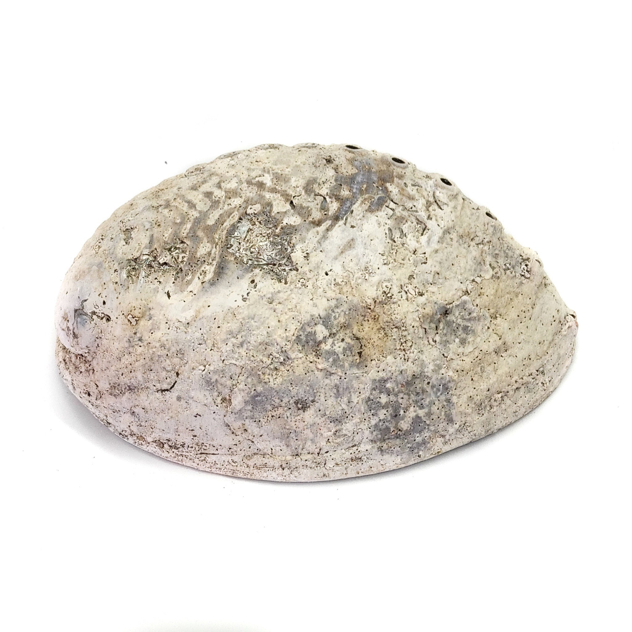 Natural New Zealand Paua Shells / Abalone Shells 41A - Etsy