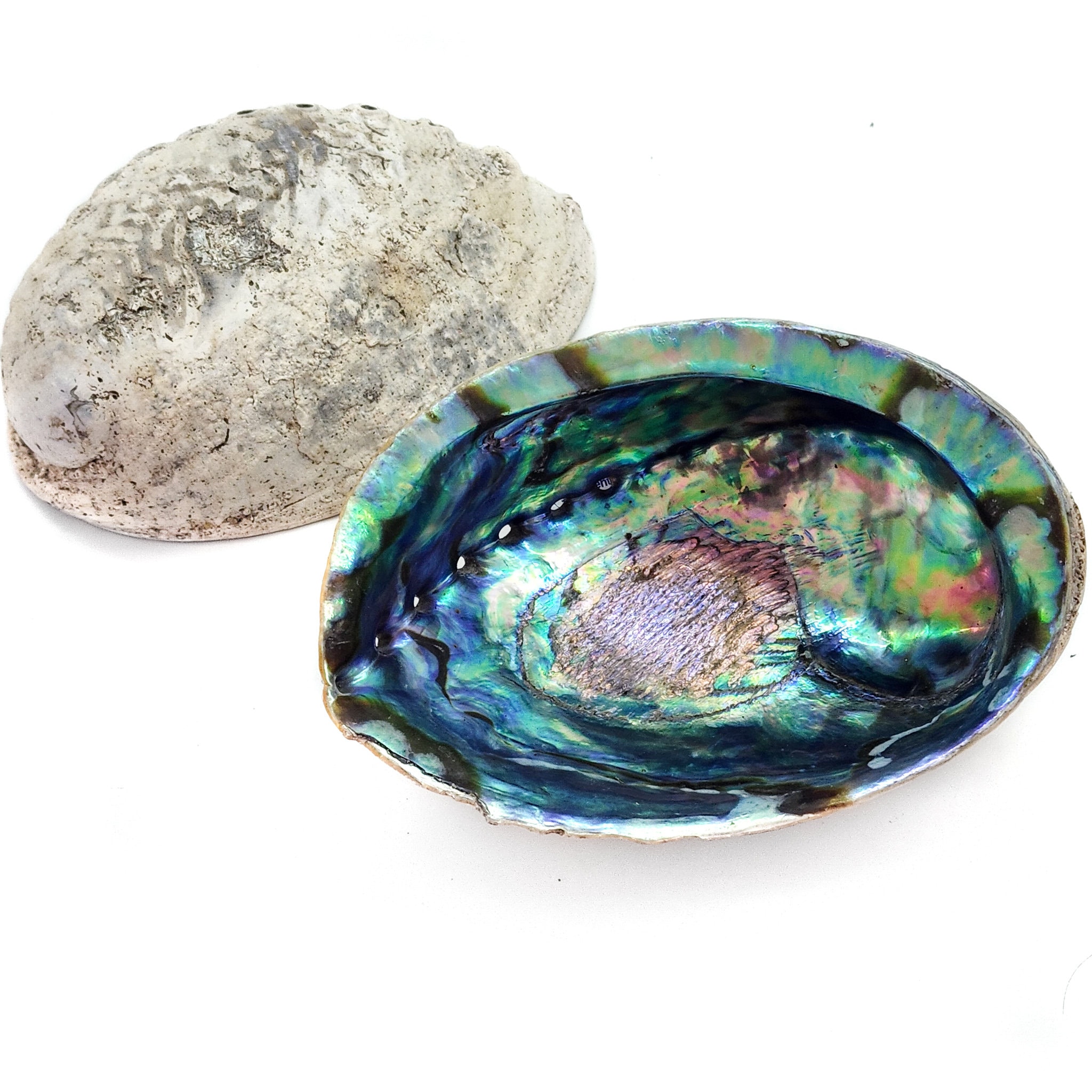 Natural New Zealand Paua Shells / Abalone Shells (41A) - Etsy