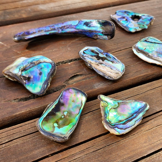 New Zealand Paua Shell Pieces