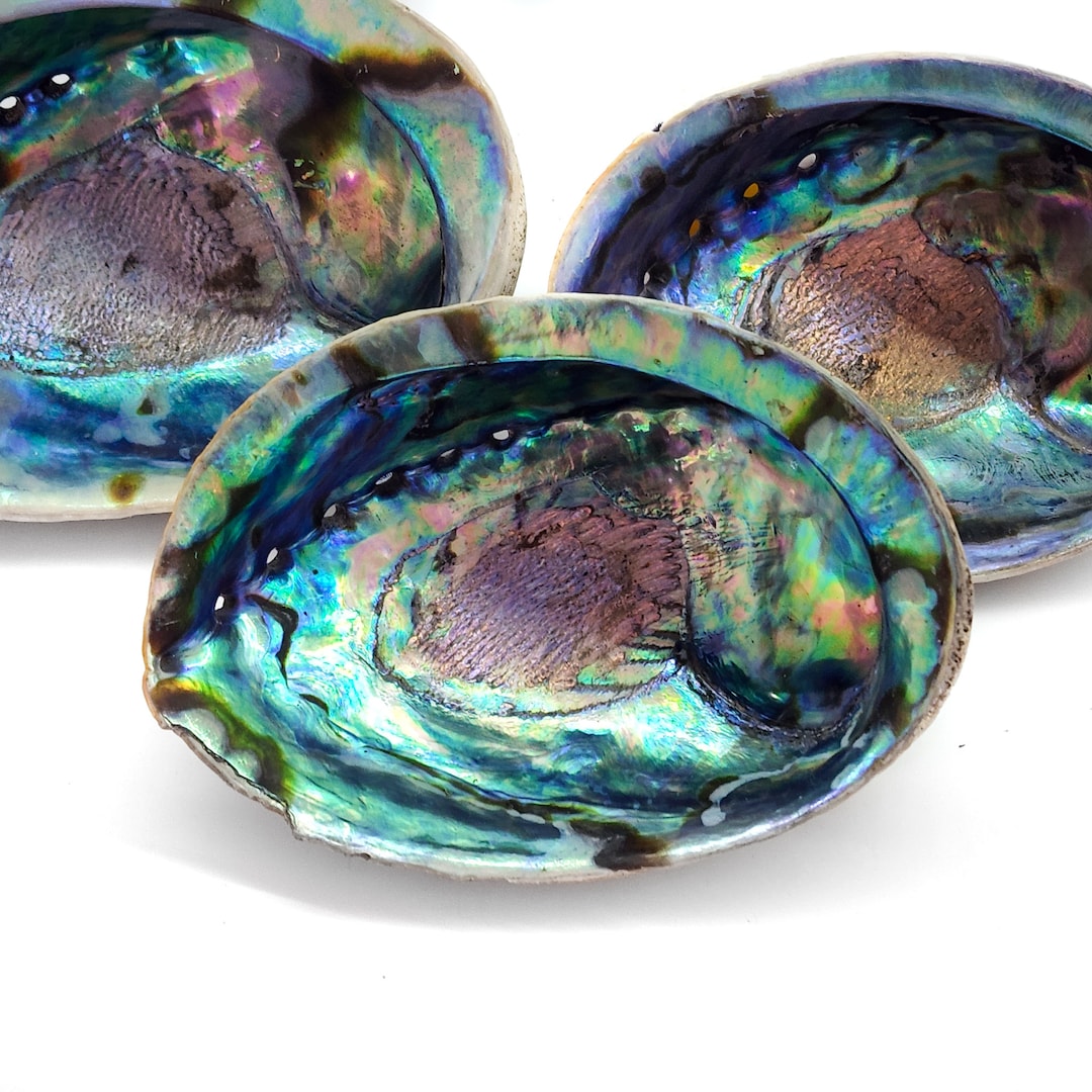 Natural New Zealand Paua Shells / Abalone Shells (41A) - Etsy