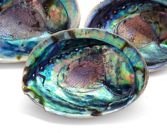 Natural Paua Abalone Shell Adhesive Veneer Sheet Mother of - Etsy