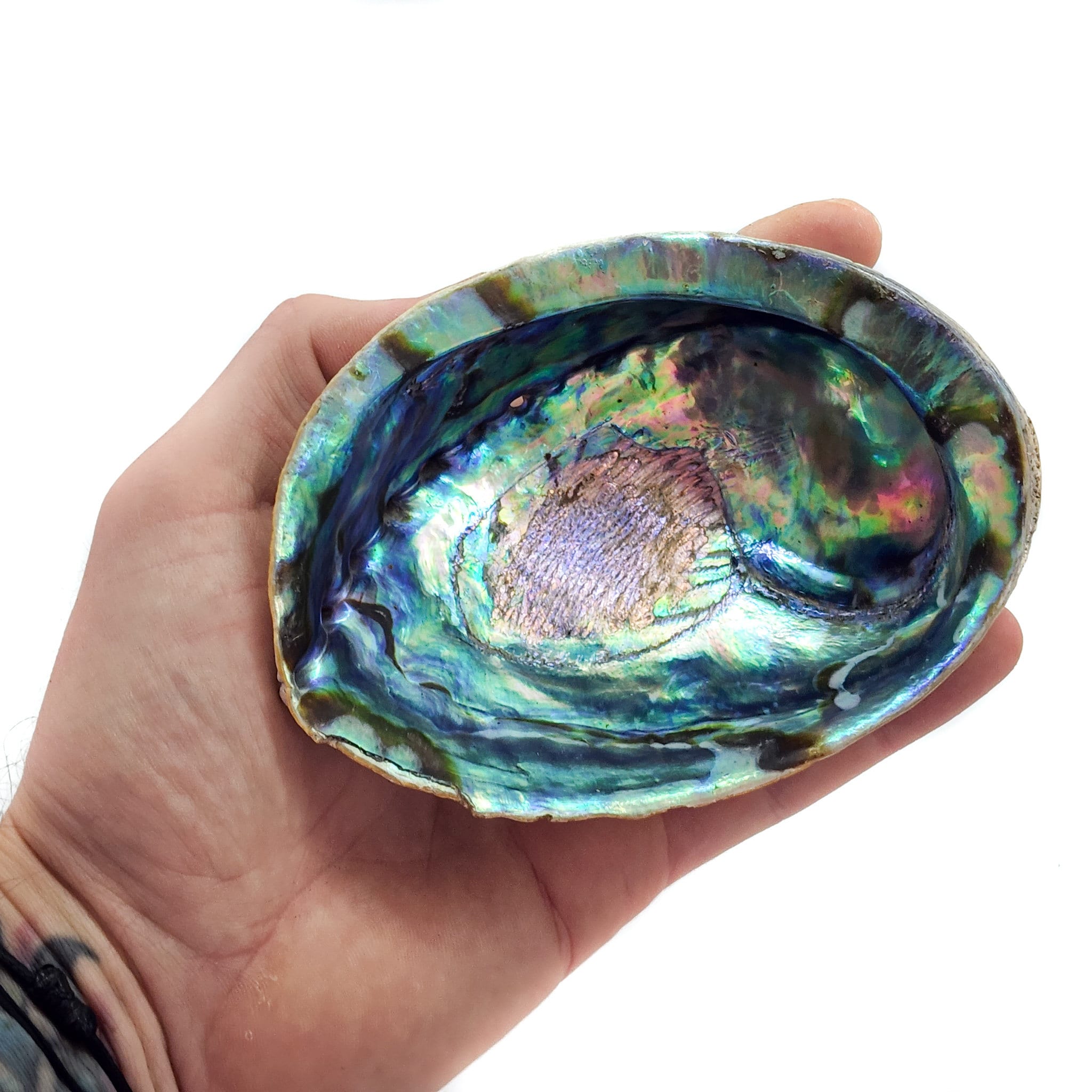 Natural New Zealand Paua Shells / Abalone Shells 41A - Etsy