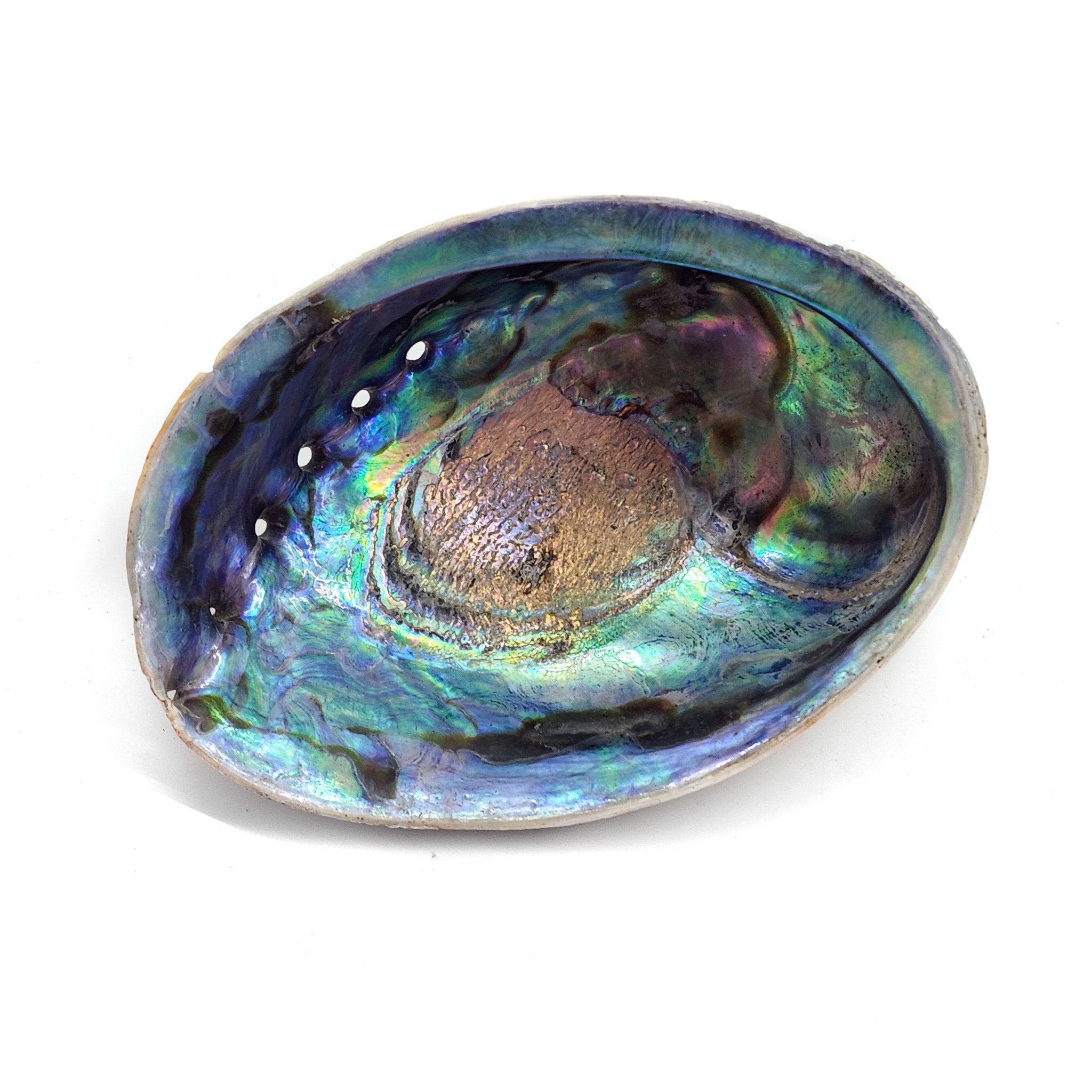 Natural New Zealand Paua Shells / Abalone Shells (41A) - Etsy