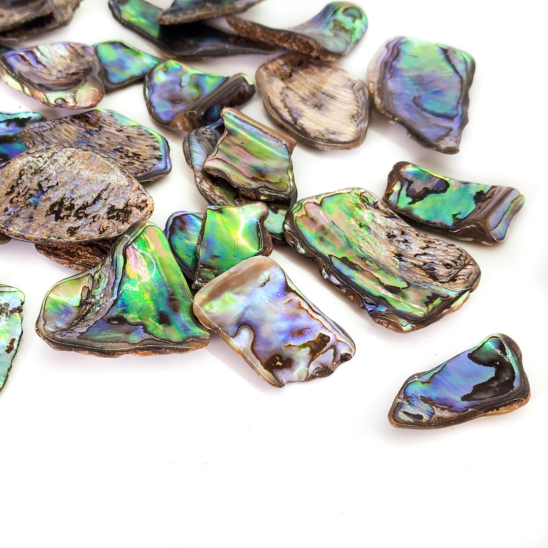 10X Polished New Zealand Paua / Abalone Shell Pieces - Etsy