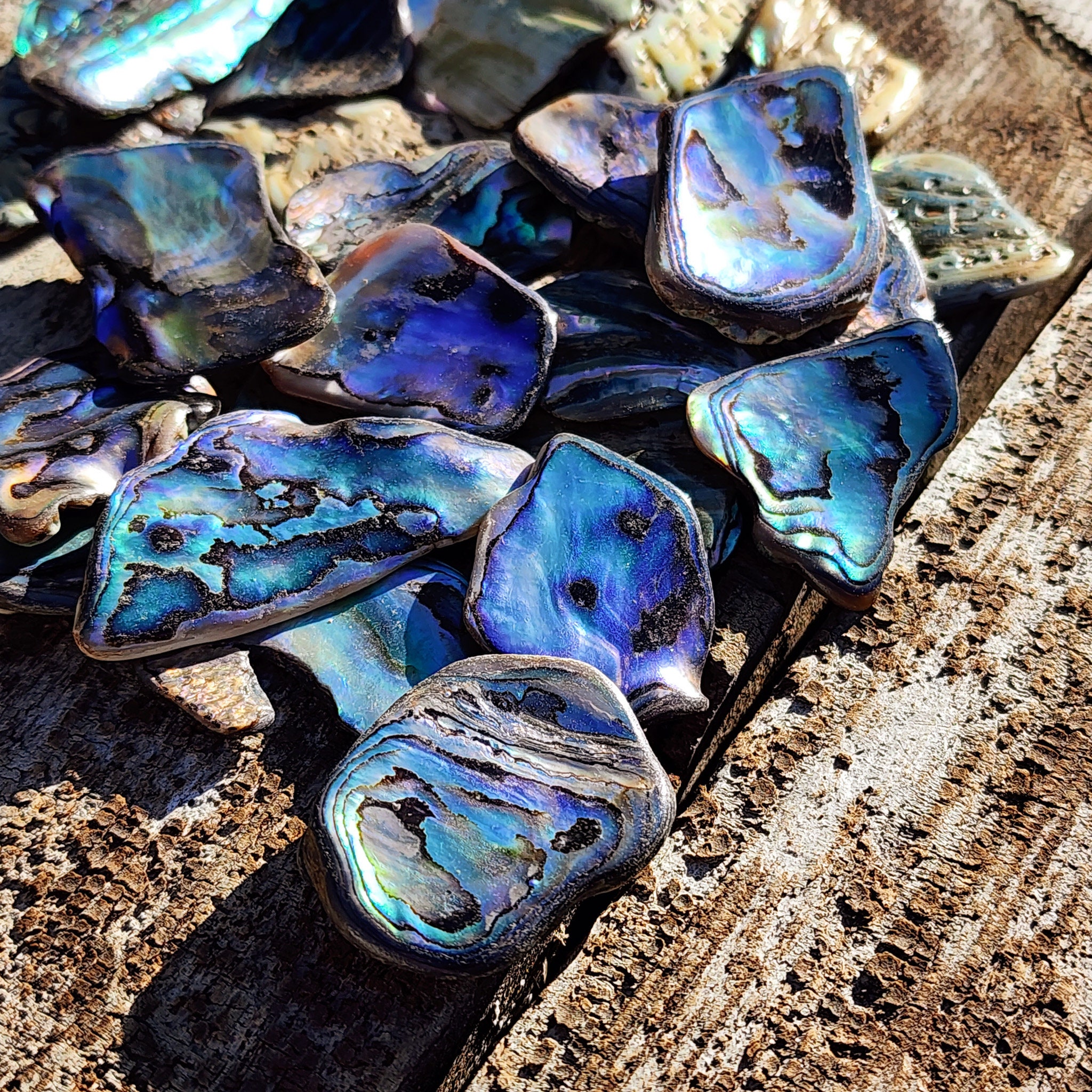 New Zealand Paua Shell Pieces