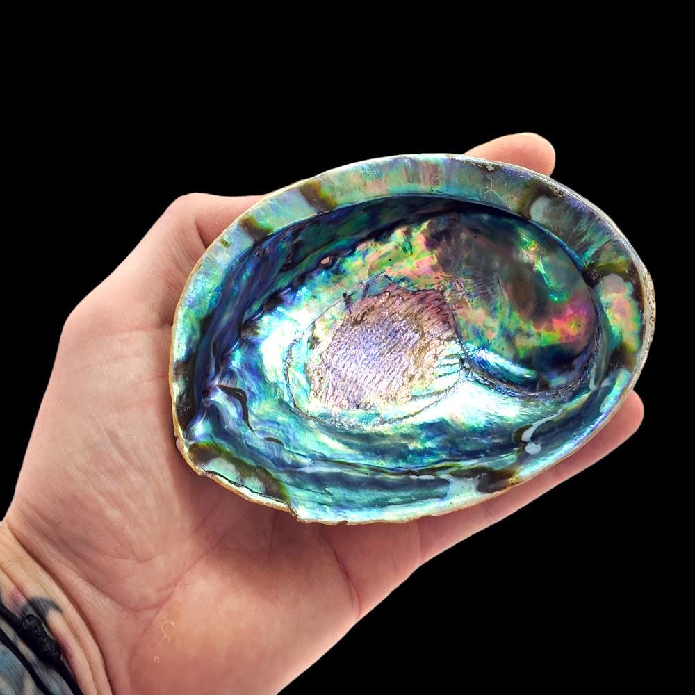 Natural NZ Paua Shells - Etsy