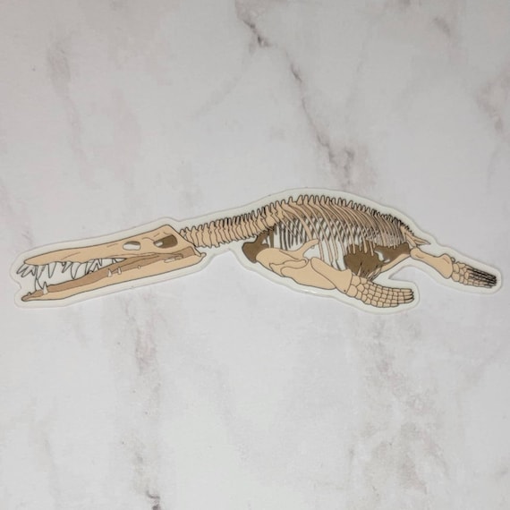 Liopleurodon Skeleton