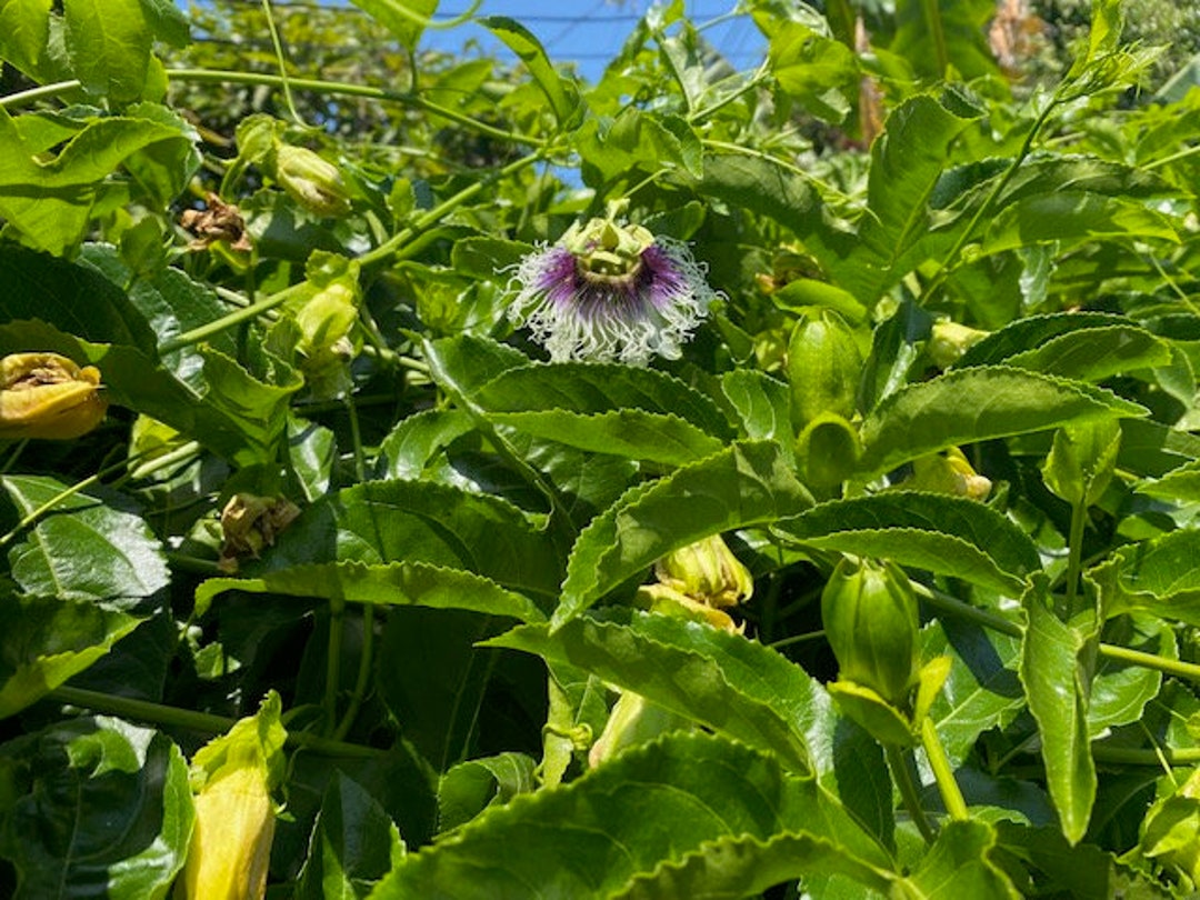 Large Passion Vine Frederick Plants 4'feet High or Larger .. Buy 1 Get ...