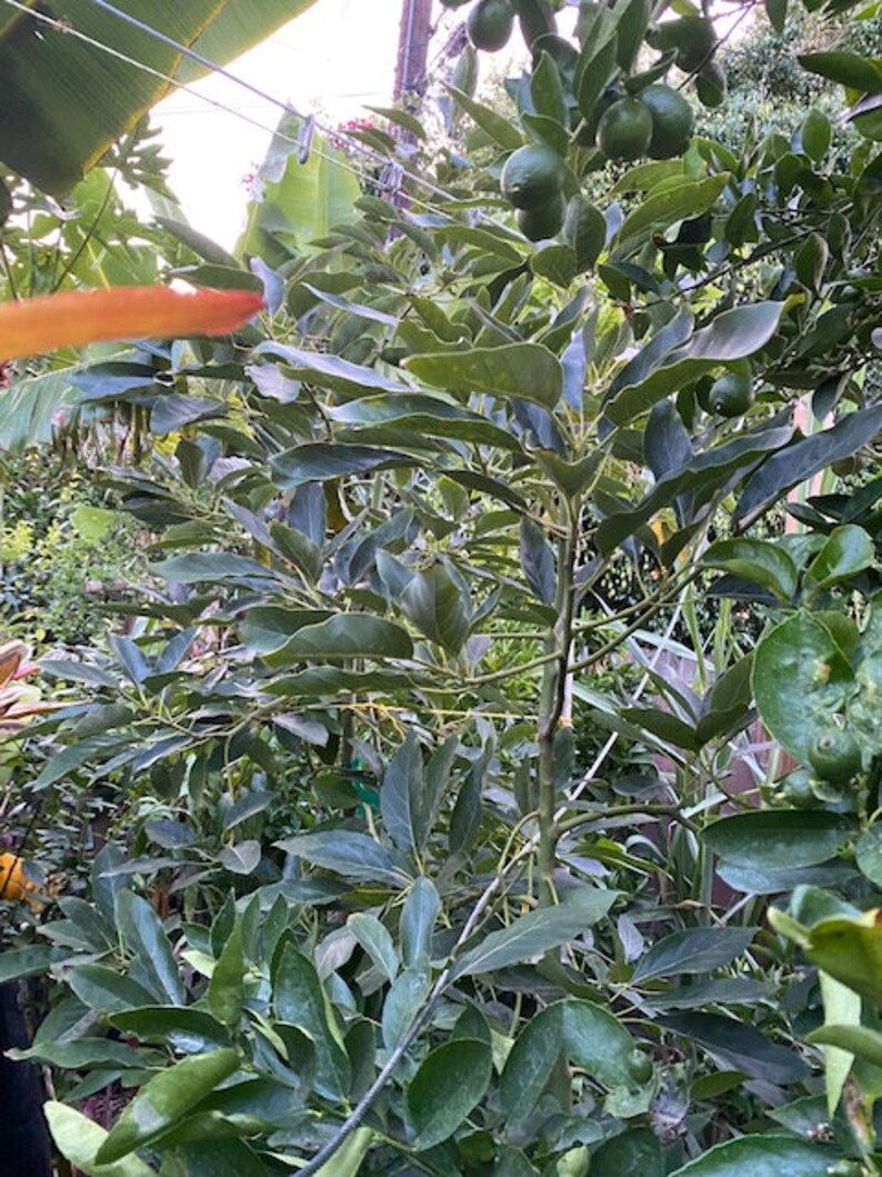 Carmen Avocado Scion Cutting 10 long - Etsy.de