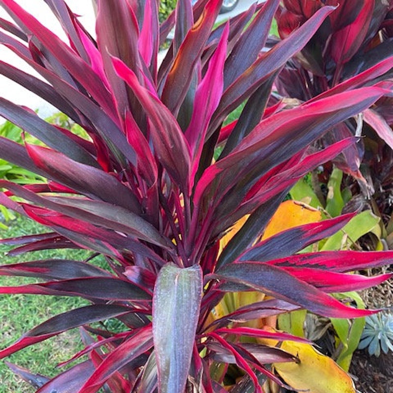 Ti Plant - Etsy