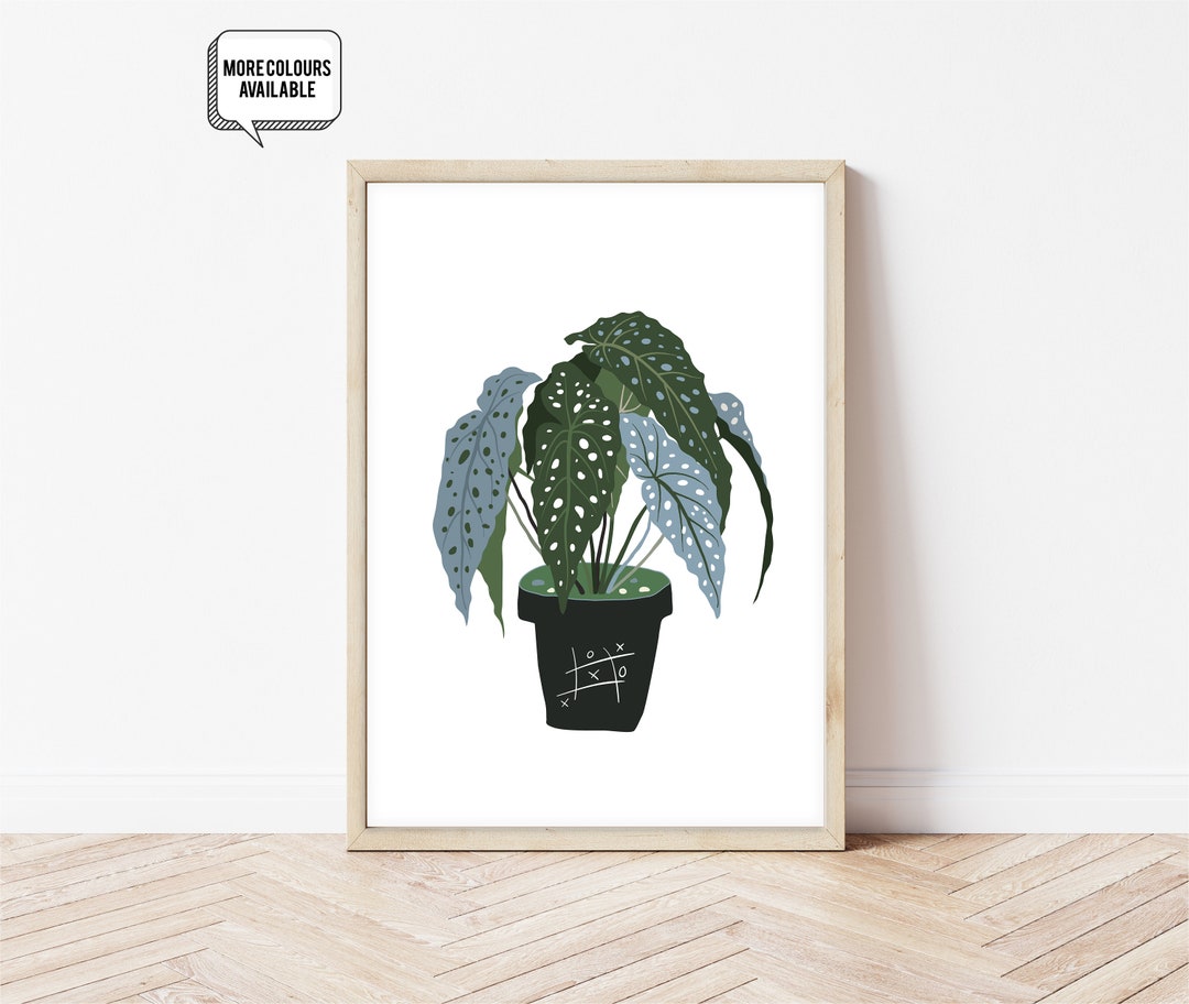 Noughts & Crosses Plant Print - Plant Print - Polka Dot Begonia ...