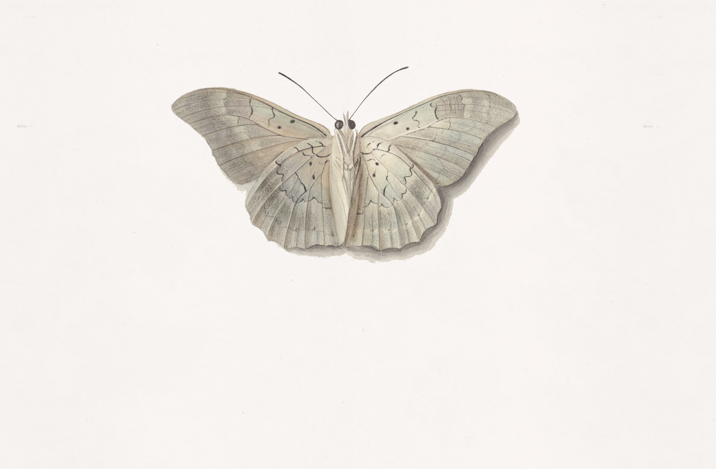 Neutral Butterfly PRINTABLE. Butterflies Antique Drawing. | Etsy