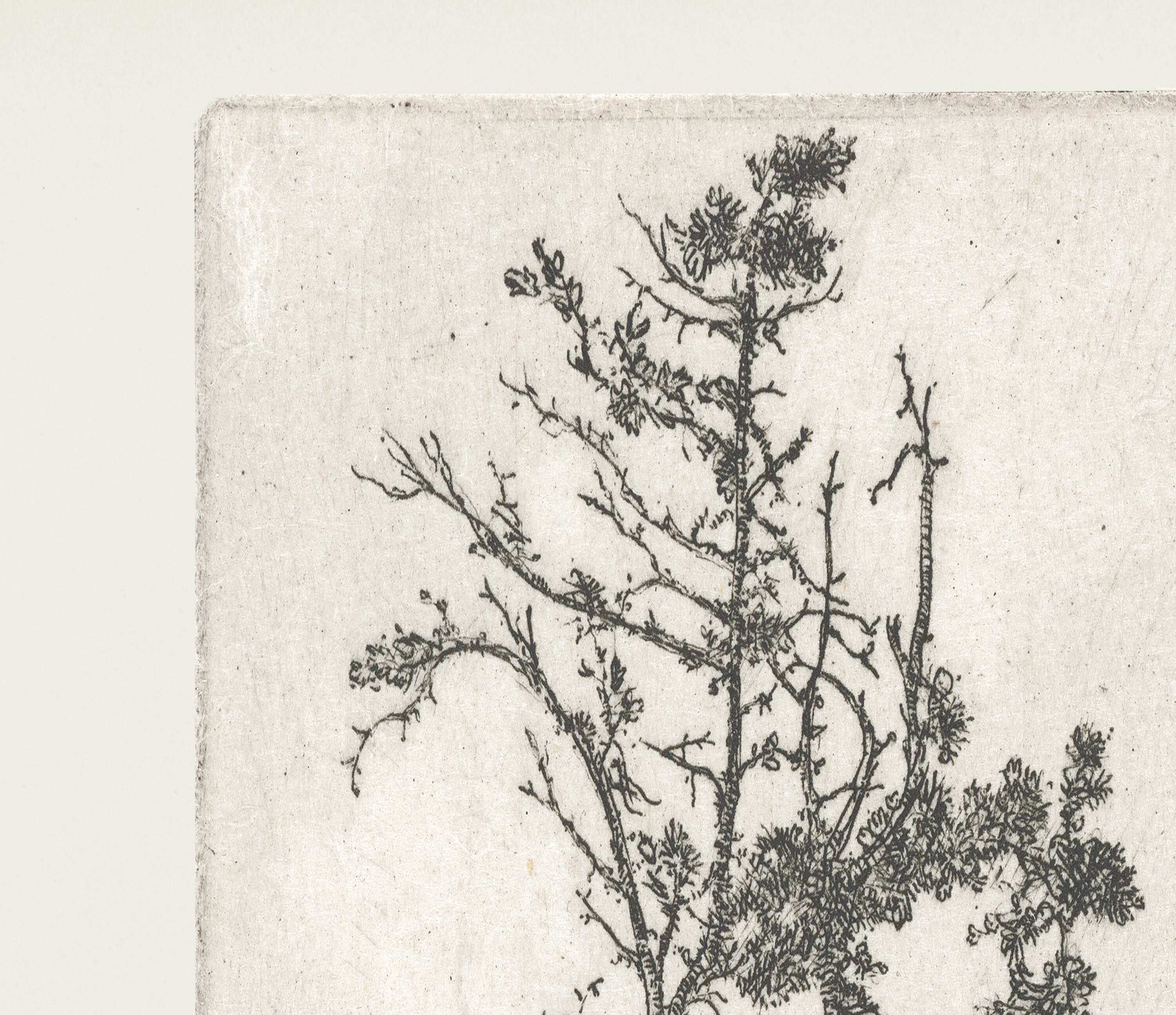 Tree Sketch Vintage. Antique Tree Etching Printable. Tree - Etsy