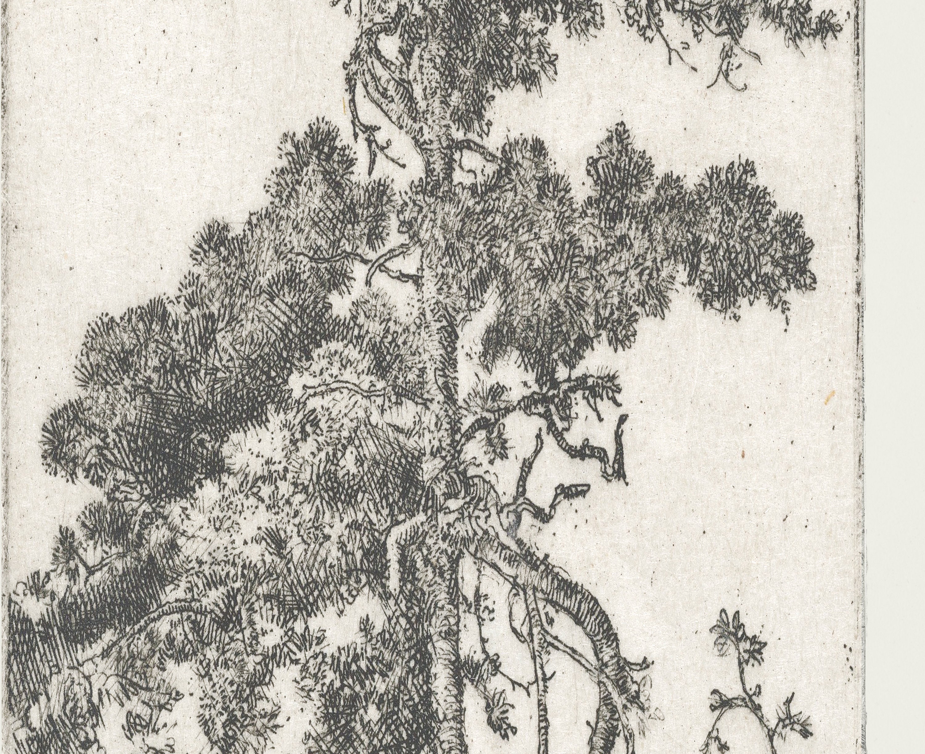 Tree Sketch Vintage. Antique Tree Etching Printable. Tree - Etsy