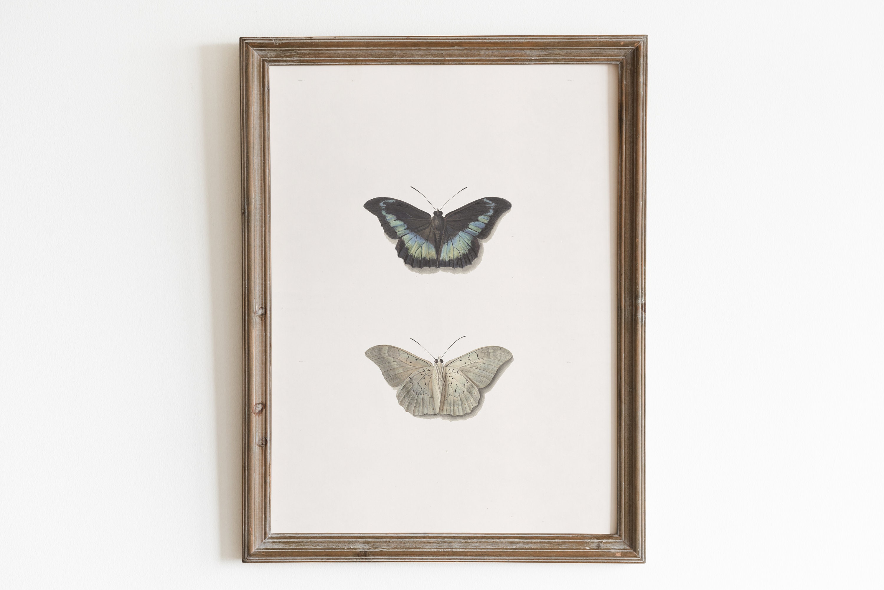 Neutral Butterfly PRINTABLE. Butterflies Antique Drawing. | Etsy
