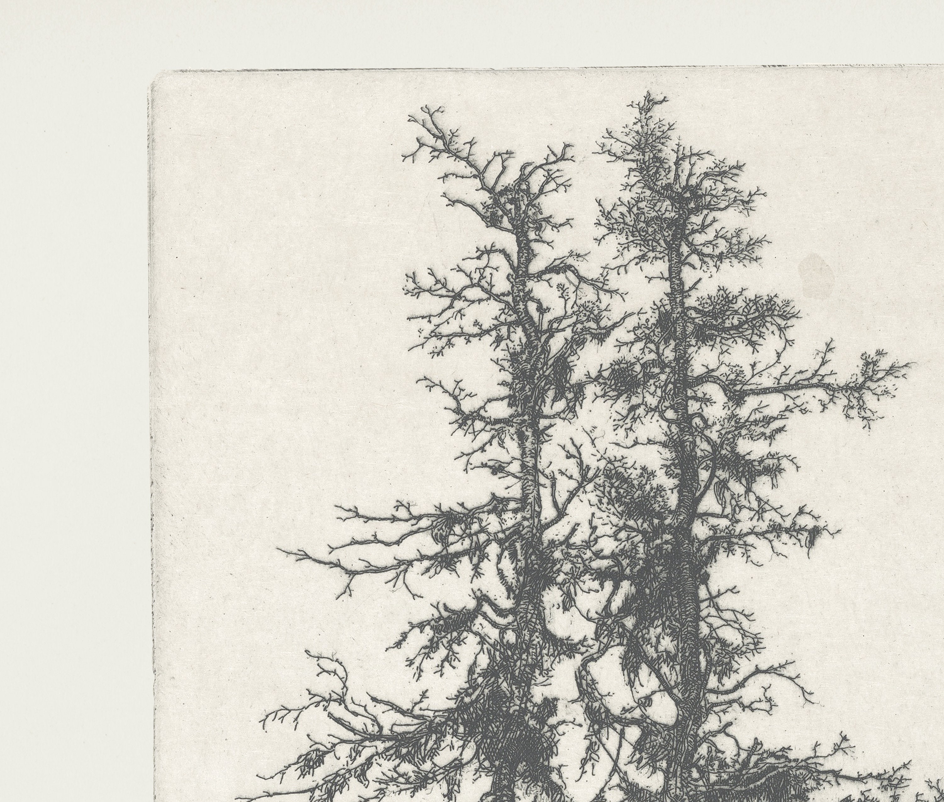 Tree Etching Vintage Print. Antique Tree Sketch Printable. - Etsy