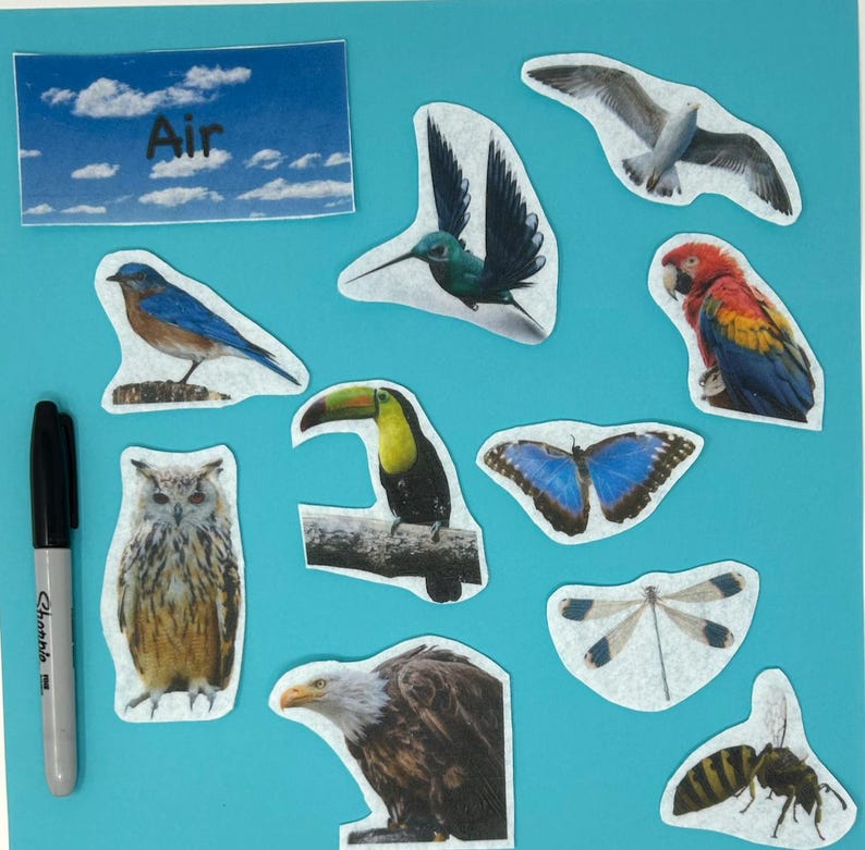 Felt Board Animal Sorting Set: Real Photo Air, Land & Sea - Etsy