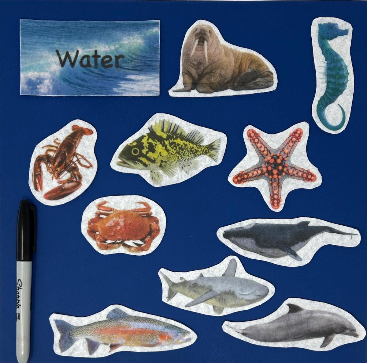 Felt Board Animal Sorting Set: Real Photo Air, Land & Sea - Etsy