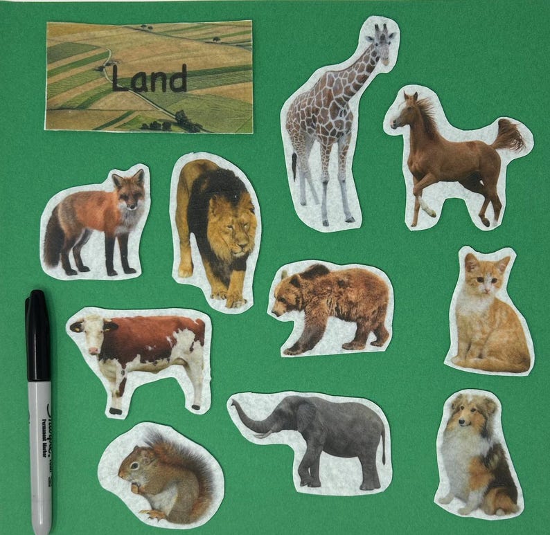 Felt Board Animal Sorting Set: Real Photo Air, Land & Sea - Etsy