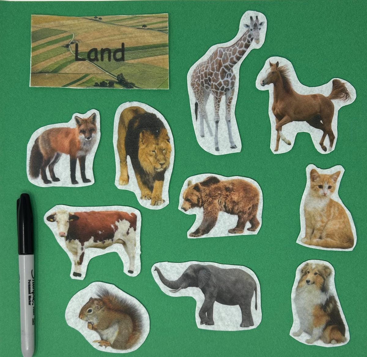 Felt Board Animal Sorting Set: Real Photo Air, Land & Sea - Etsy