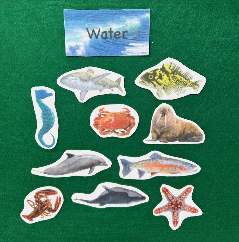 Felt Board Animal Sorting Set: Real Photo Air, Land & Sea - Etsy