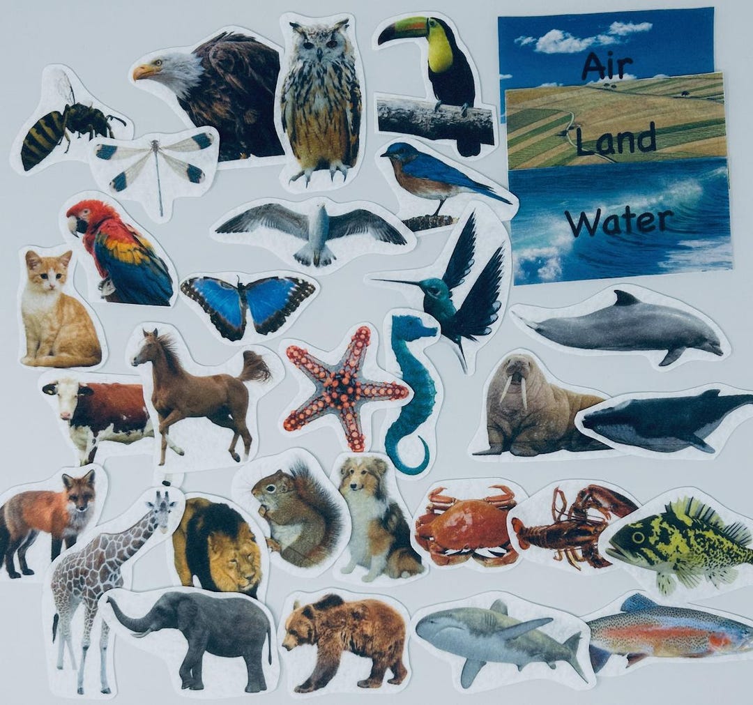 Felt Board Animal Sorting Set: Real Photo Air, Land & Sea - Etsy