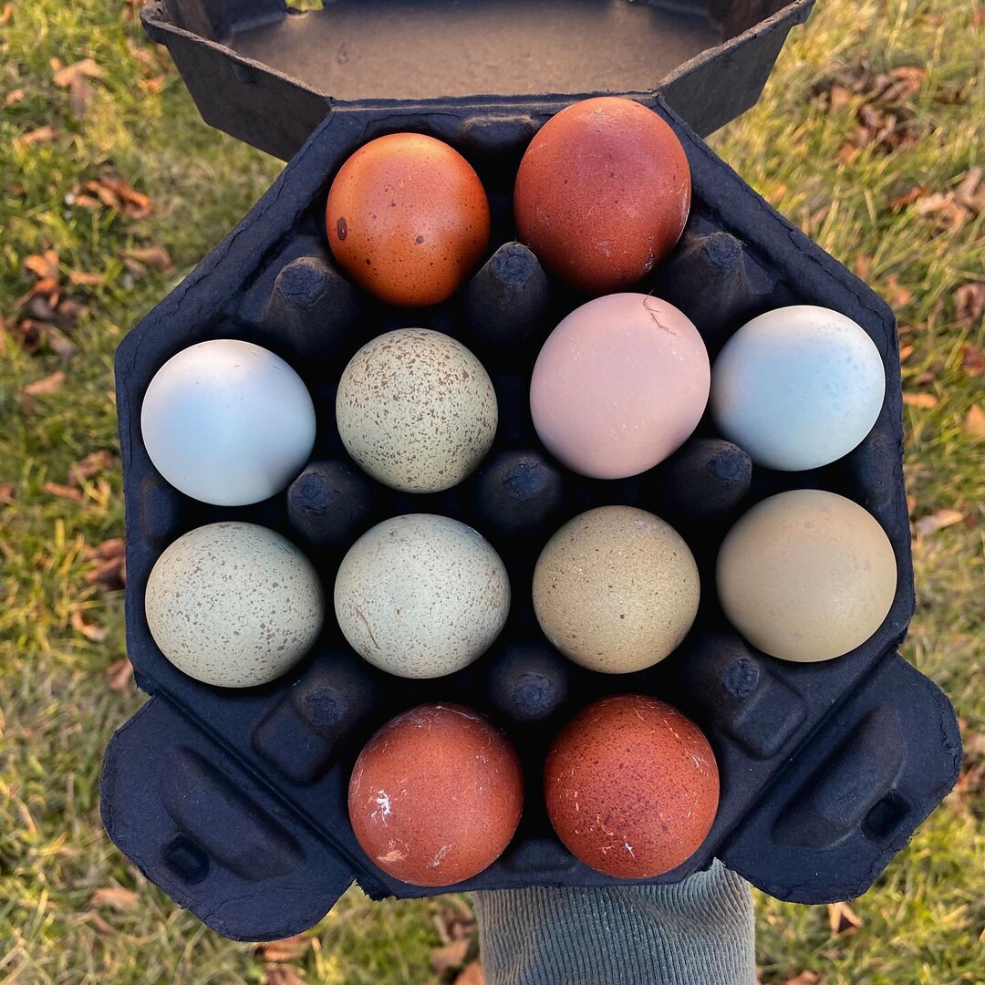 Rainbow Layer Hatching Eggs, Olive Egger, Black Copper Maran, Rose ...