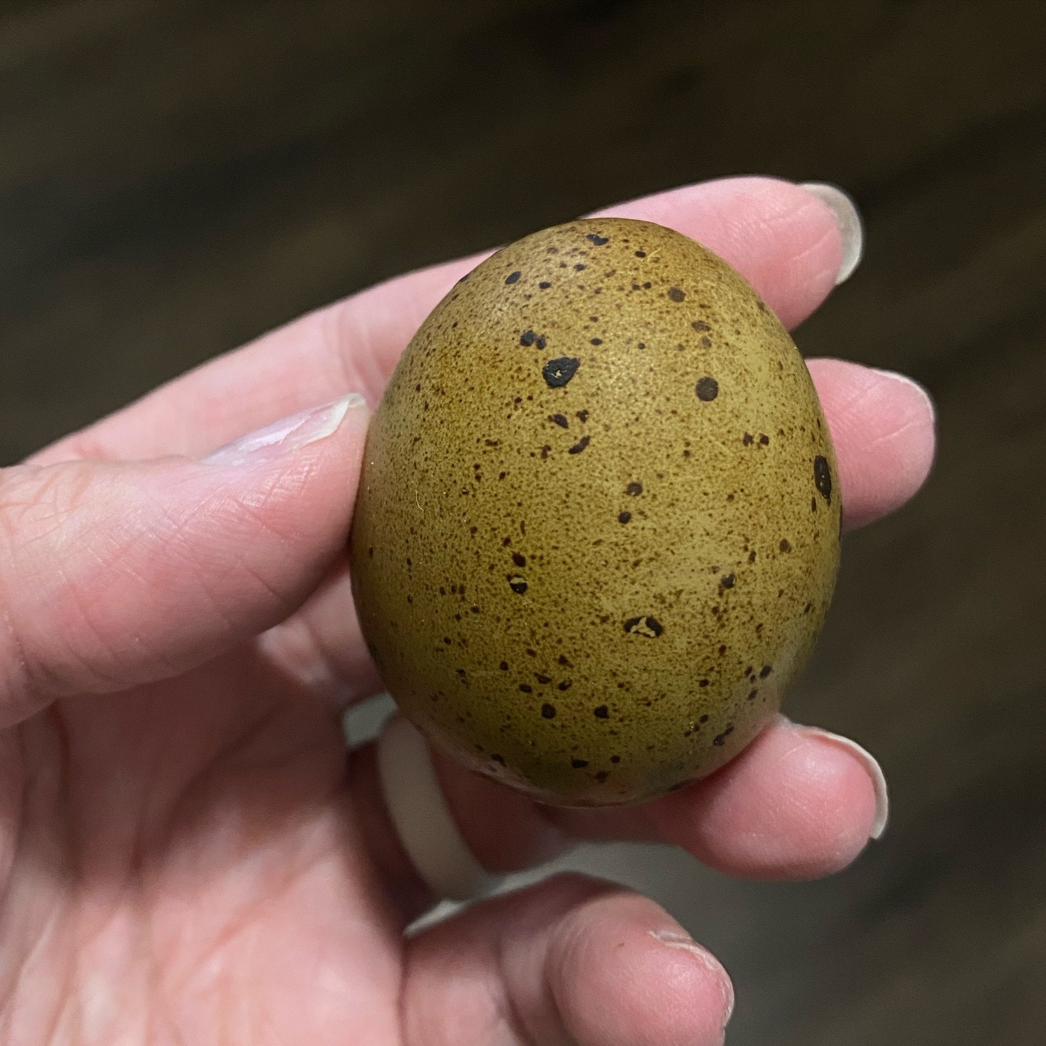 Rainbow Layer Hatching Eggs, Olive Egger, Black Copper Maran, Rose ...