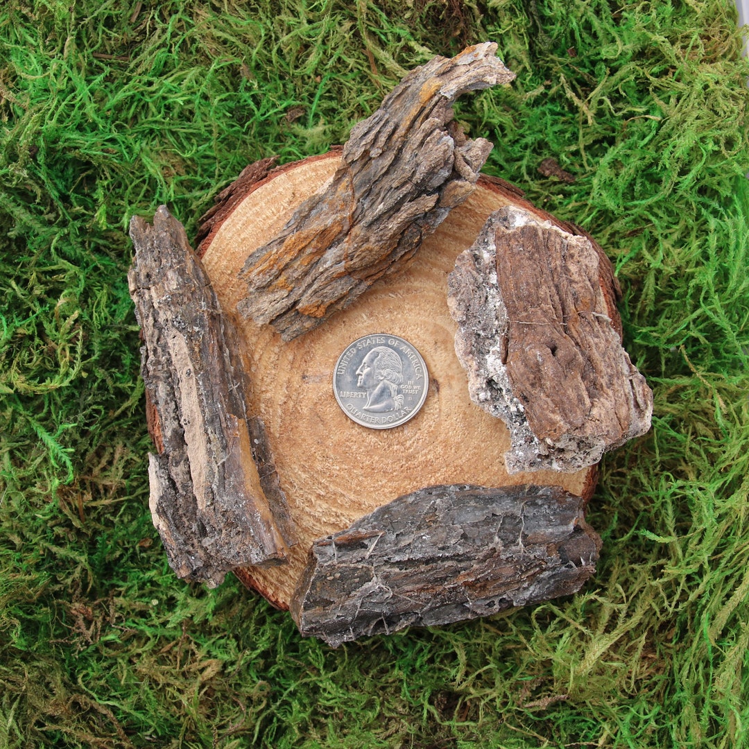 Fern Tree Fossils Tempskya Pieces A-D - Etsy