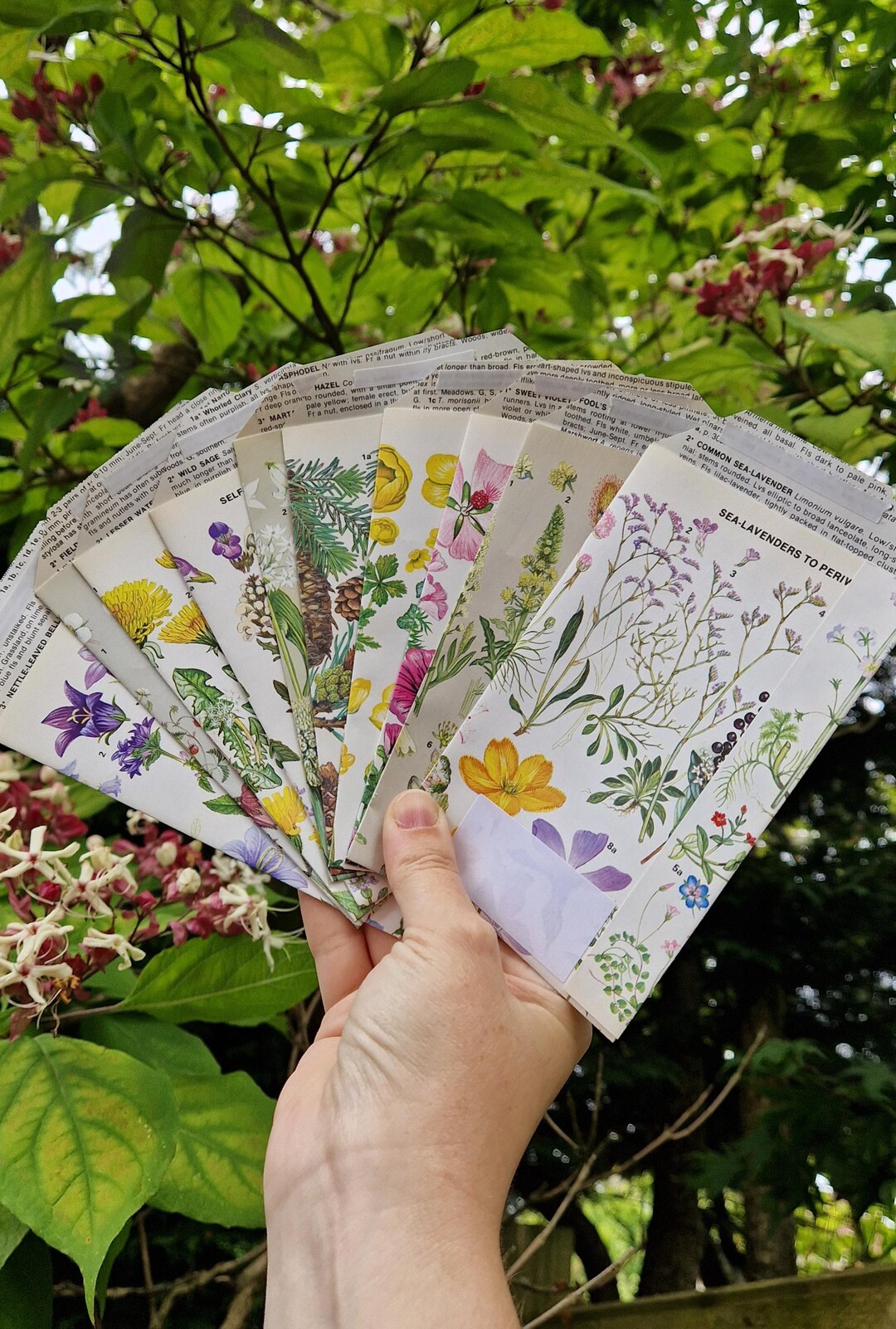 Seed Packet Envelopes X10 Pack - Etsy