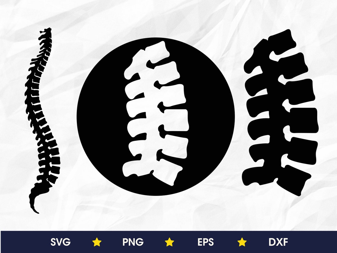 Spine svg anatmy svg chiropractic svg png eps dxf | Etsy