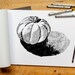 Crown Prince Squash, Pen and Ink Still Life Print, Fine Art Print ...
