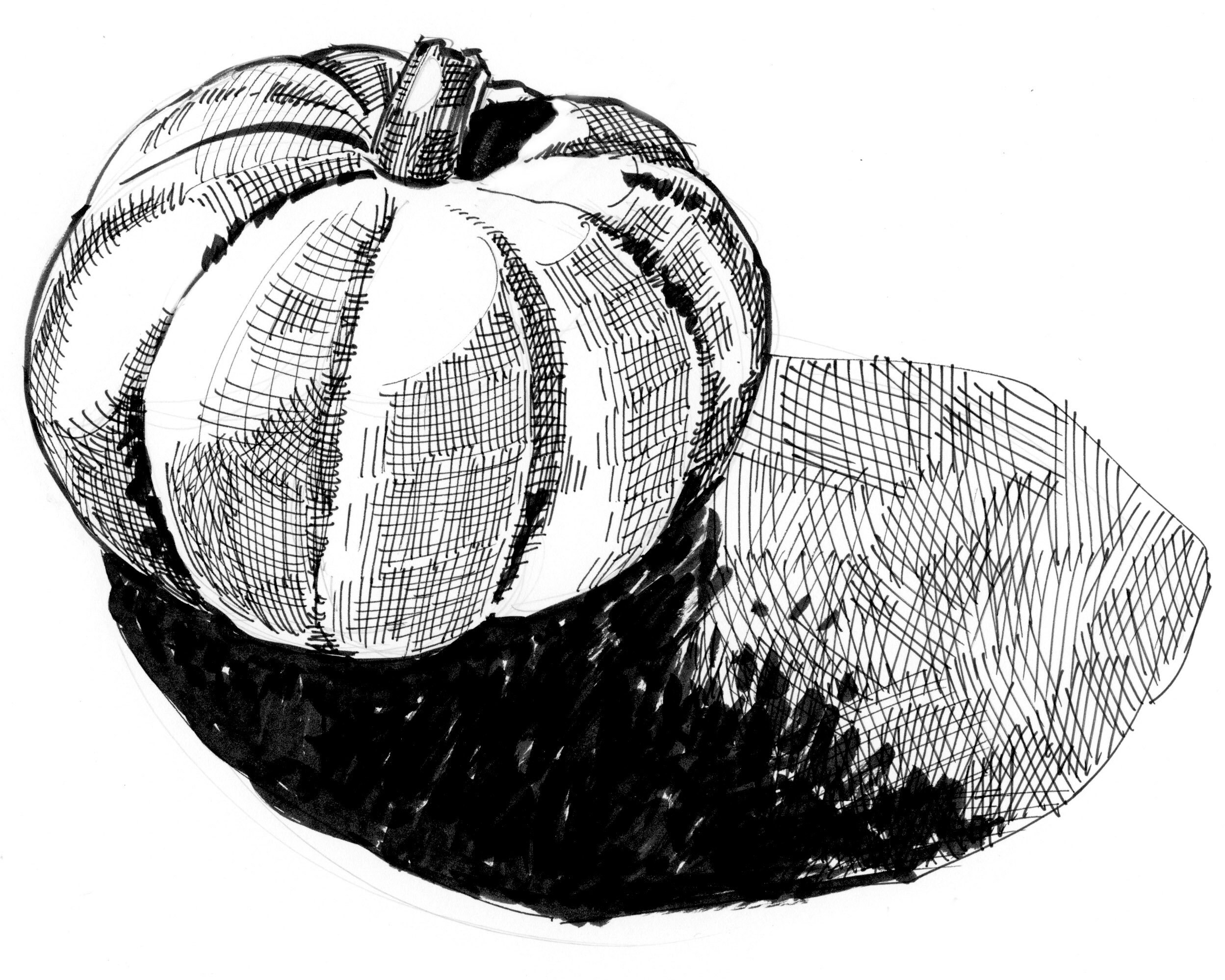 Crown Prince Squash, Pen and Ink Still Life Print, Fine Art Print ...
