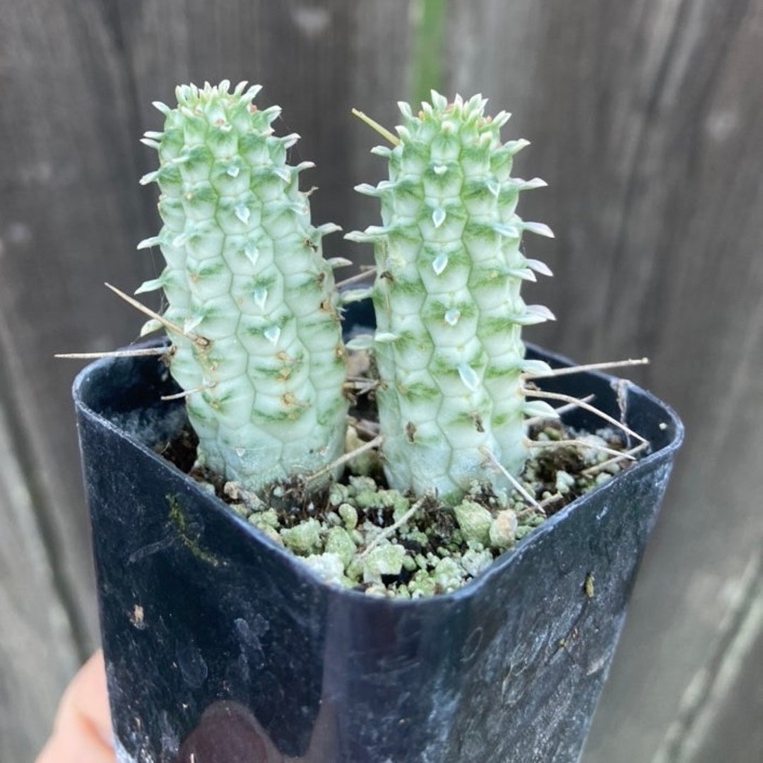 Variegated Euphorbia Mammillaris Indian Corn Cob Mini Cacti 2 Pack - Etsy