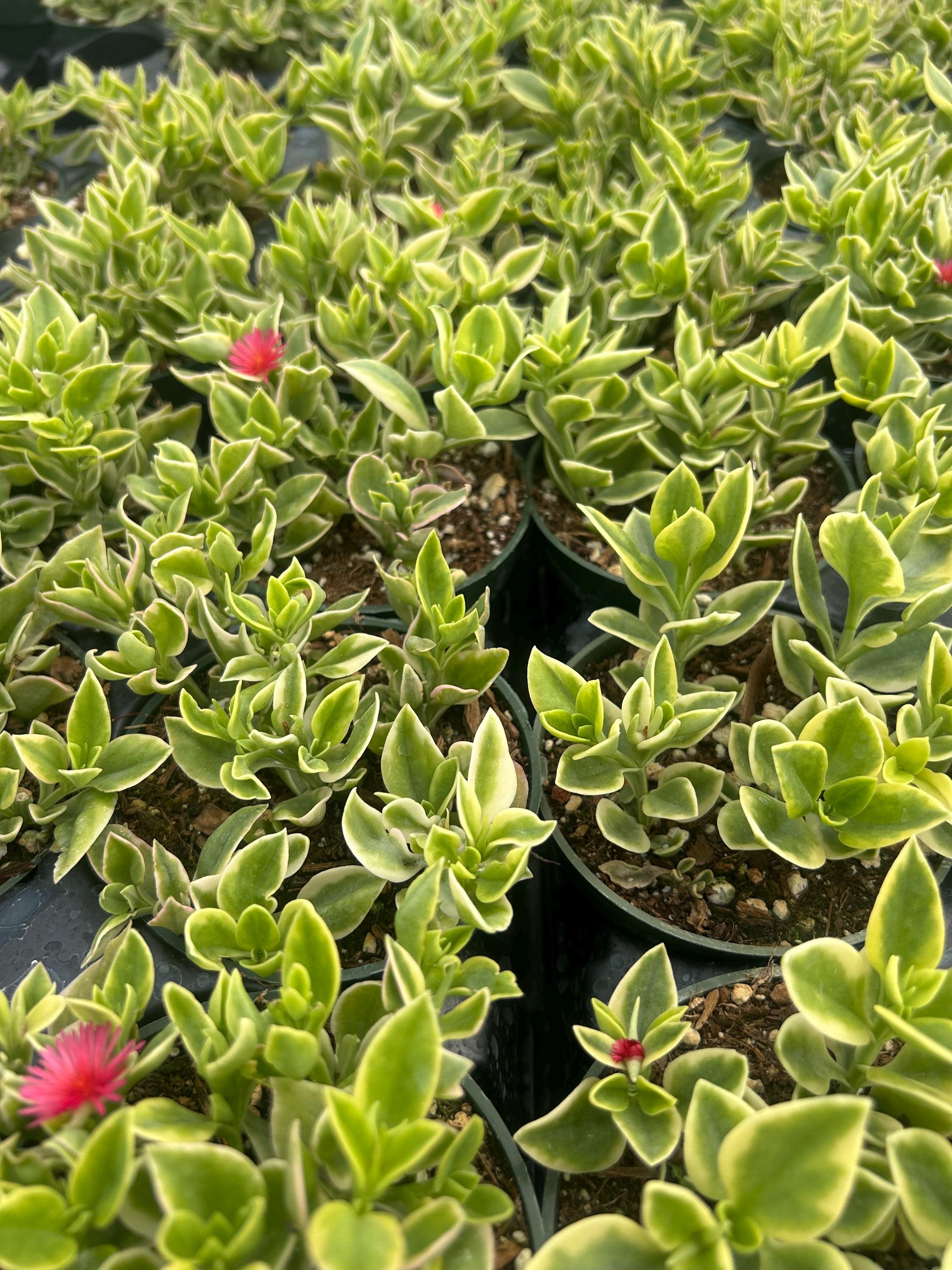 Variegated Baby Sun Rose Ice Plant Pink Ground Cover Succulent 2” 4” - Etsy
