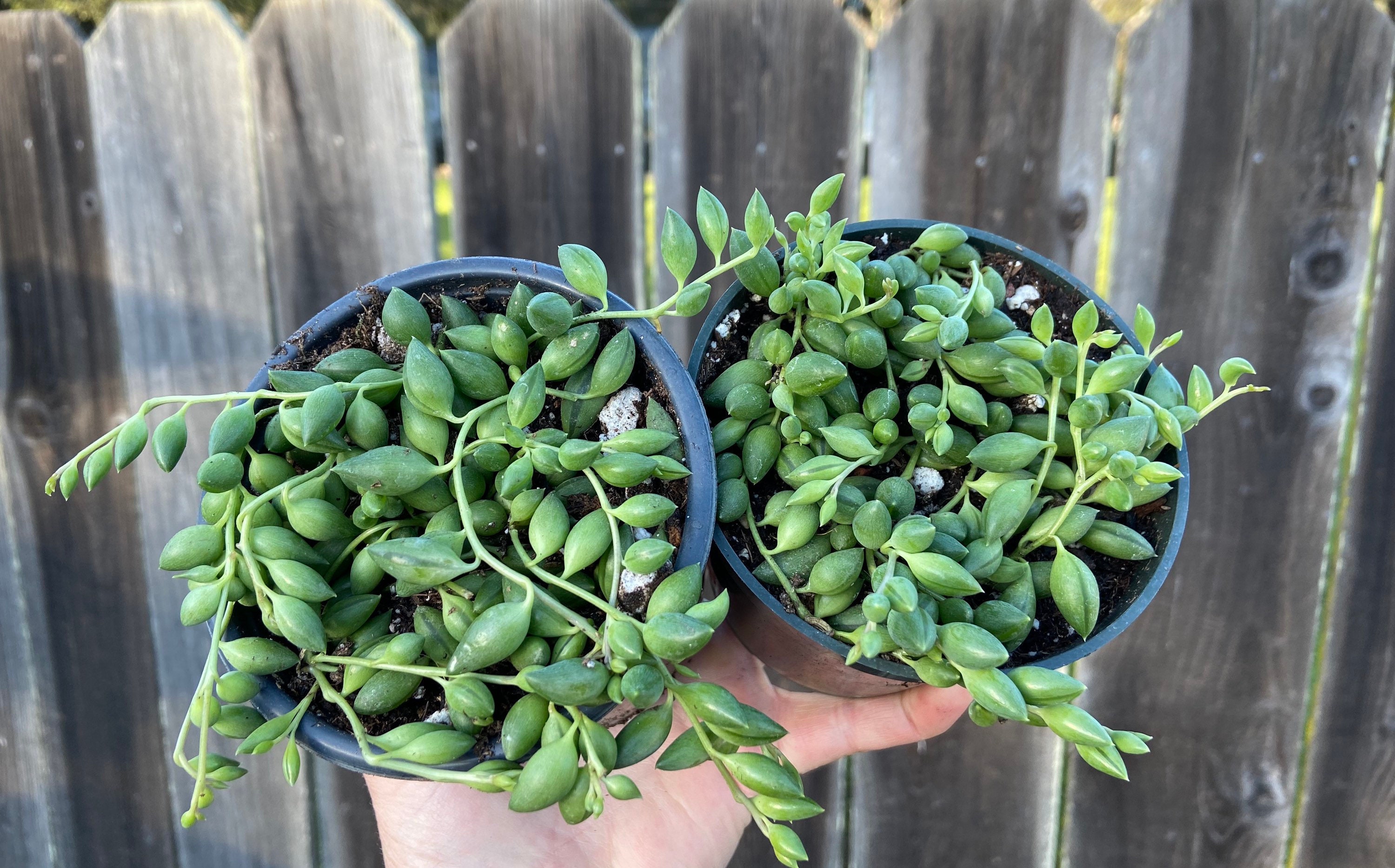 Blog Archives - gertysweb