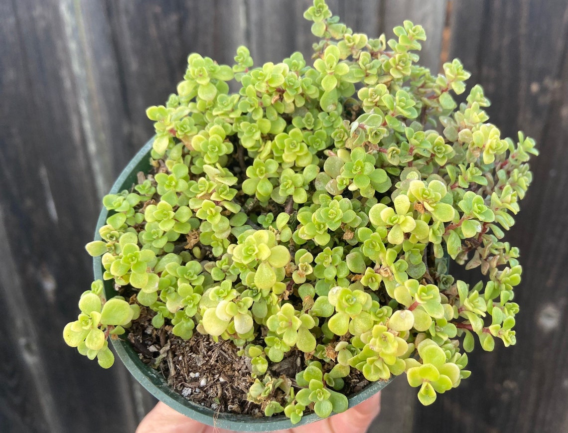 Sedum Makinoi ogon Japanese Hybrid Stonecrop 4 - Etsy