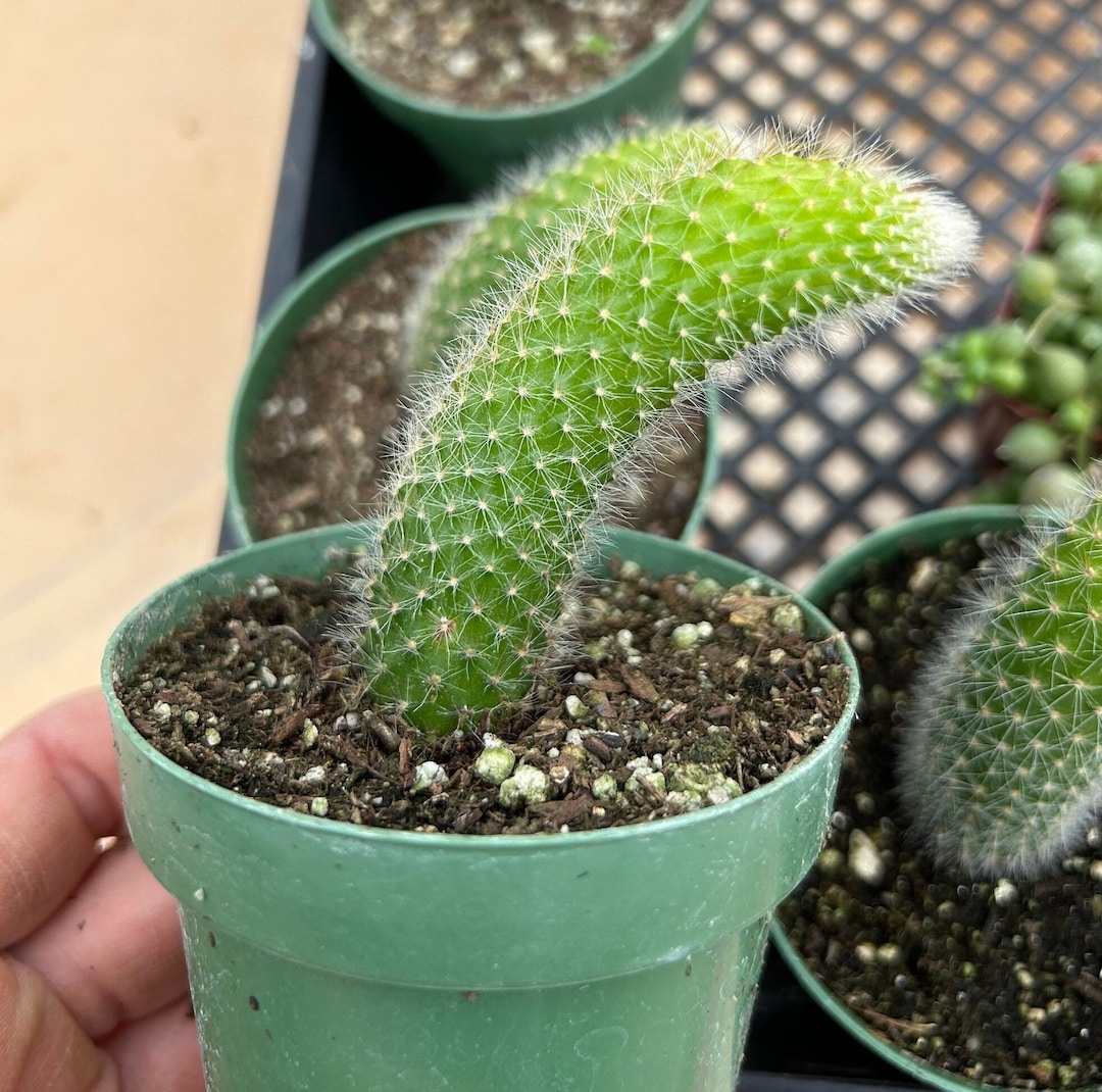 Monkey Tail Cactus Cleisto Cactus 4” - Etsy