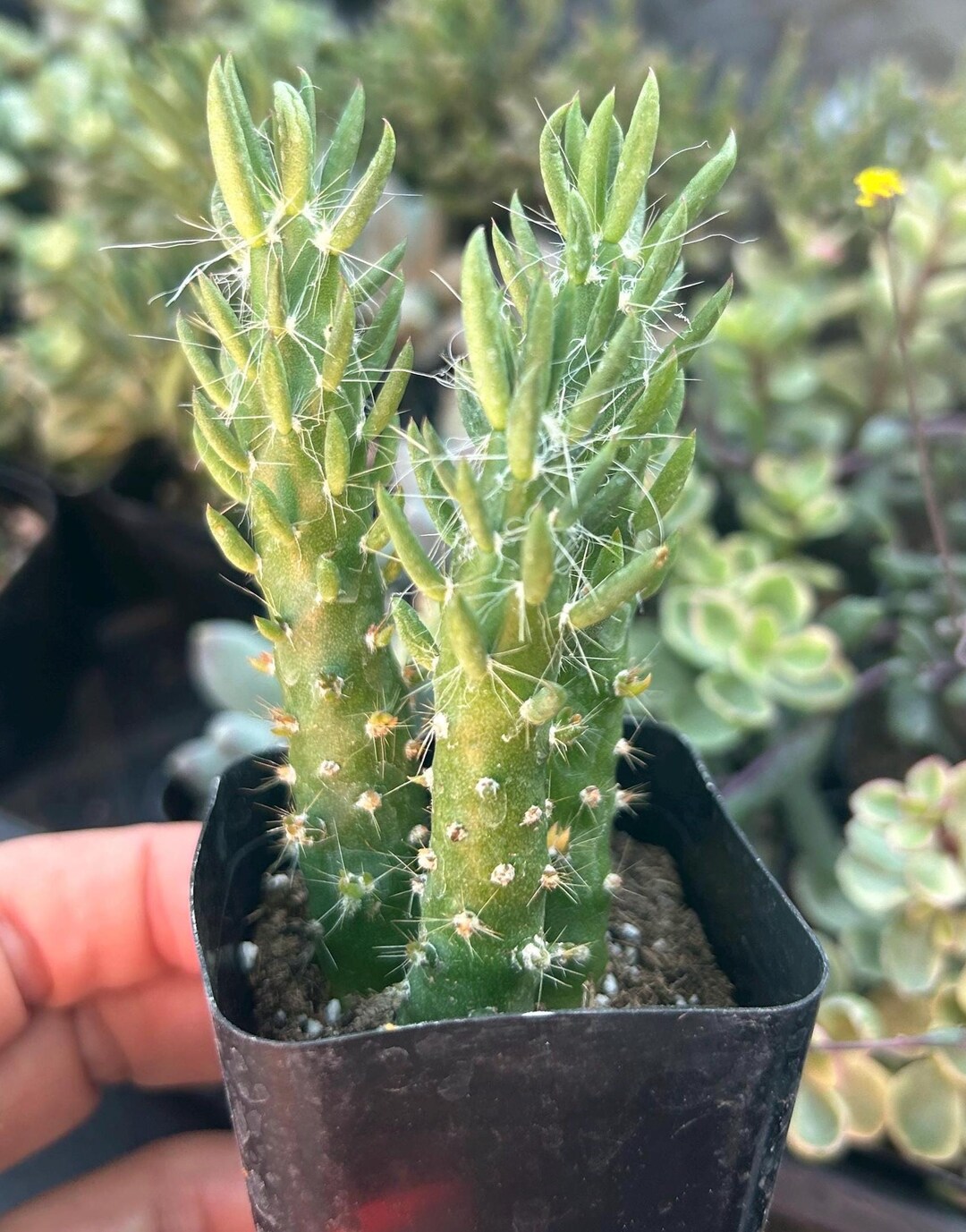 Opuntia Subulata or Austrocylindropuntia Subulata Eves Needle Eves Pin ...