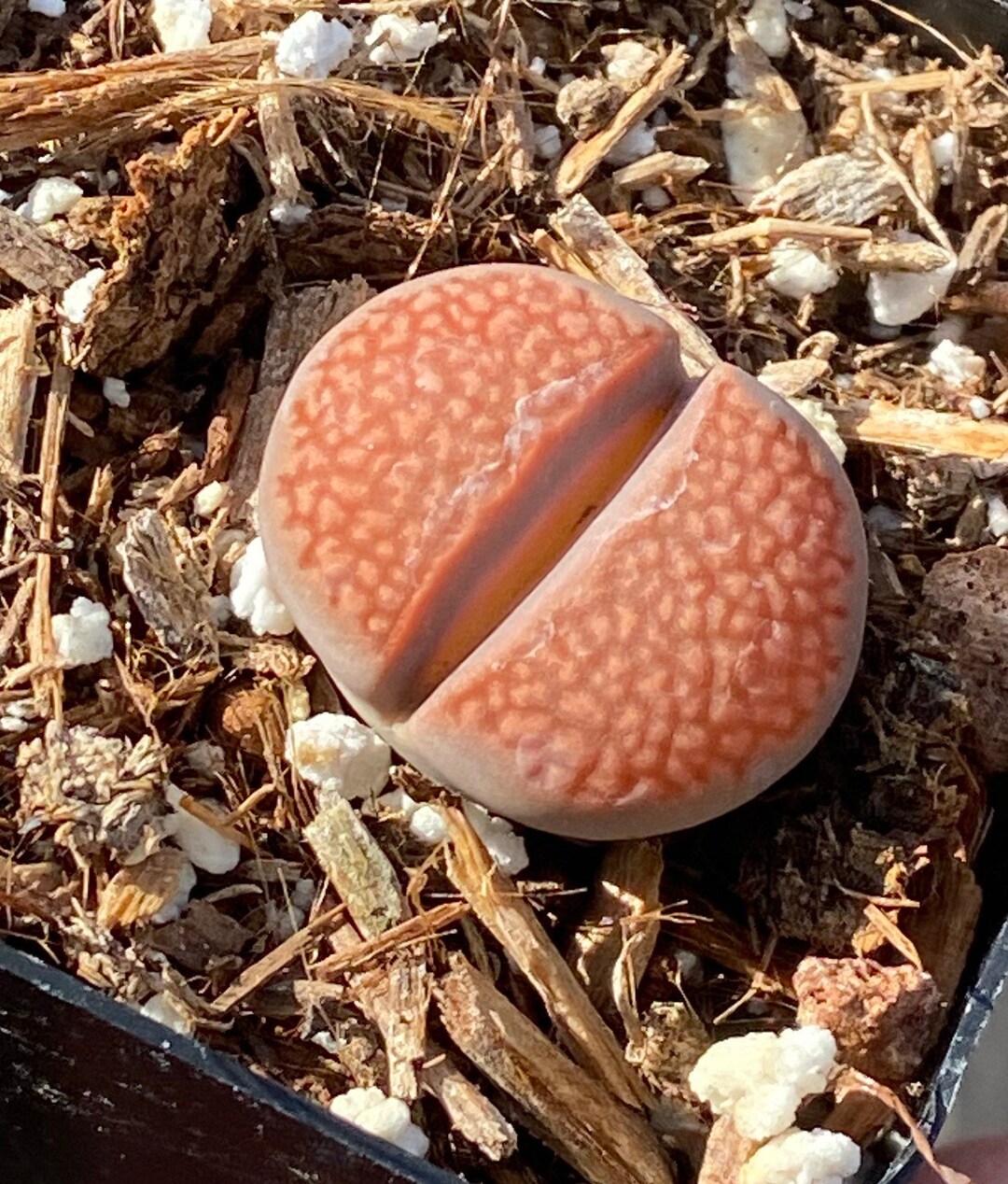 Lithops living Rocks in 2 Pot - Etsy