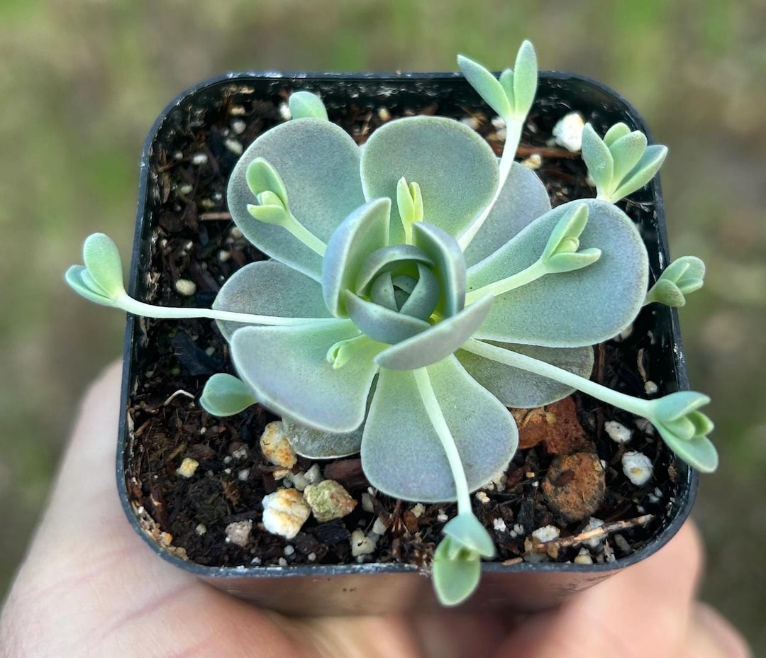 Chinese Dunce Caps 2” Rare Succulent Cold Weather Hardy - Etsy