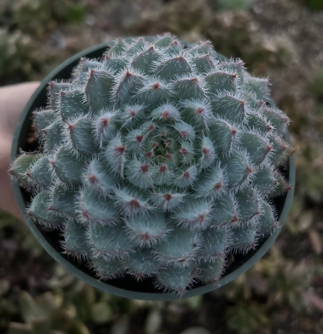 Echeveria Setosa Mexican Fire Cracker Fuzzy Succulent 4 - Etsy