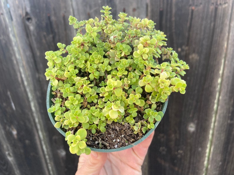 Sedum Makinoi ogon Japanese Hybrid Stonecrop 4 - Etsy