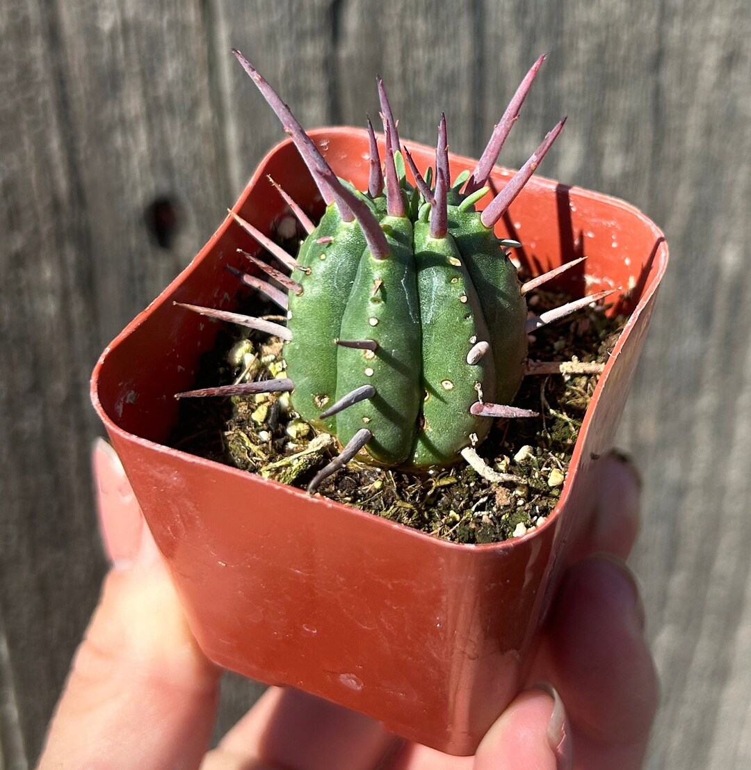 Euphorbia Enopla Pincushion Euphorbia 2” - Etsy