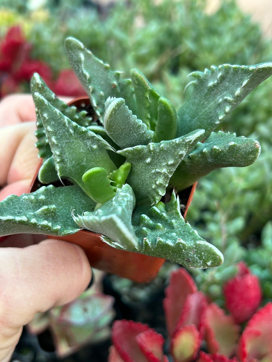 Tiger Jaws Succulent 2” Cluster - Etsy