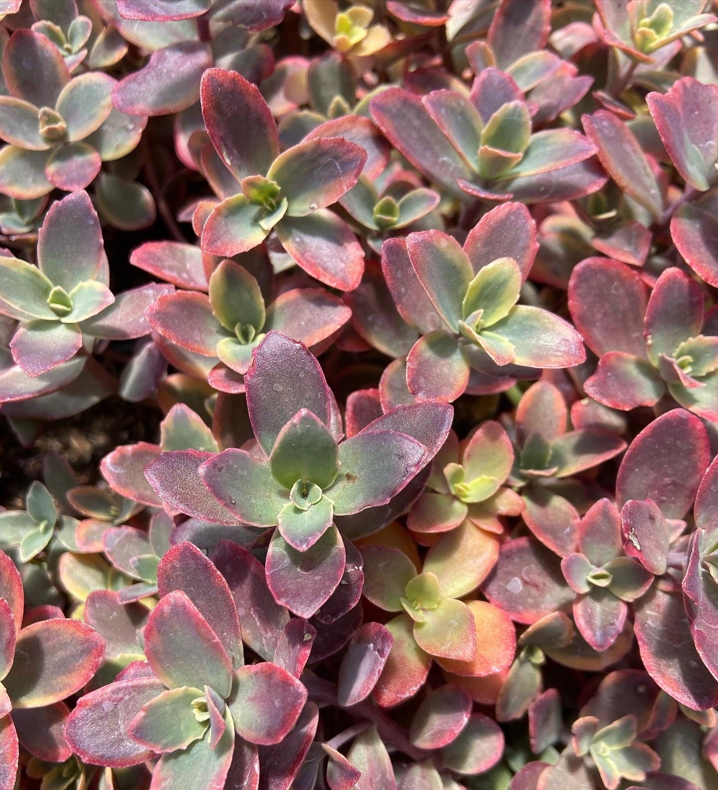 Sedum Sunsparkler Wildfire 4 - Etsy
