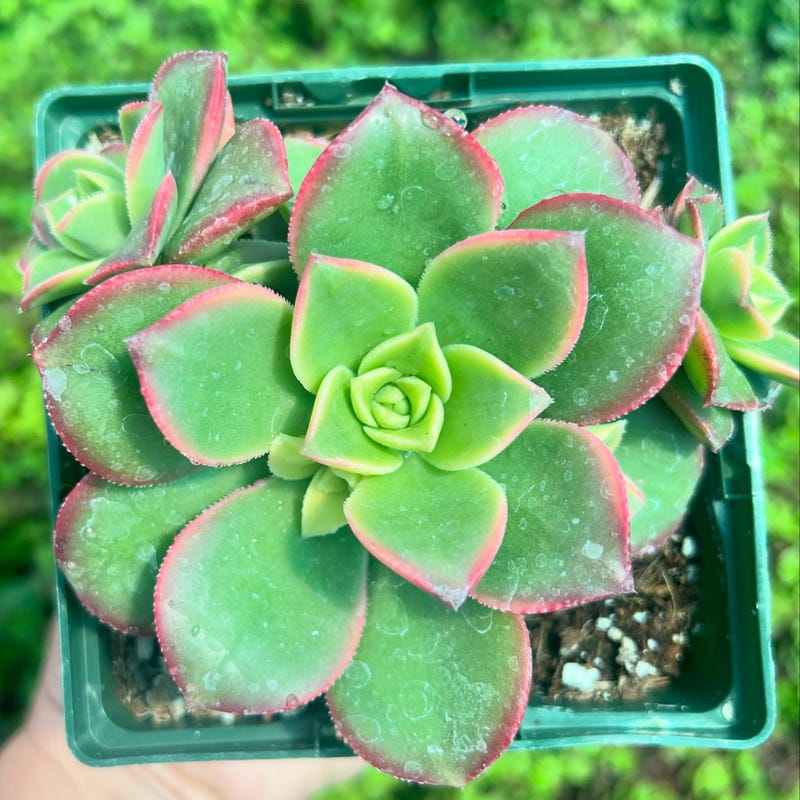 Mountain Rose Succulent - Etsy